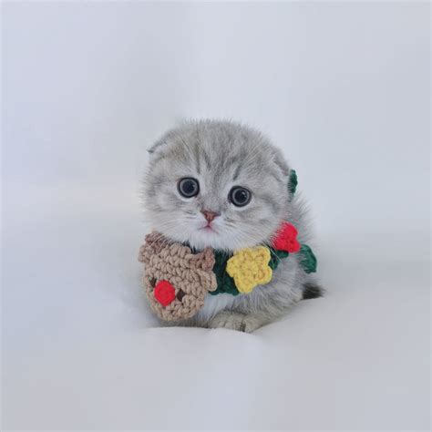 먼치킨킬트 브히 퍼스트캣ㆍ24시 고양이분양ㆍ전국 안심홈서비스