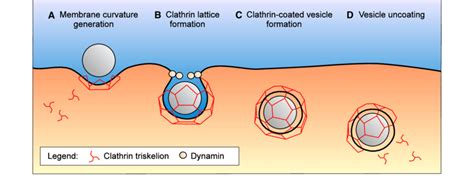 Vesicle Formation During Clathrin Mediated Endocytosis A The Assembly