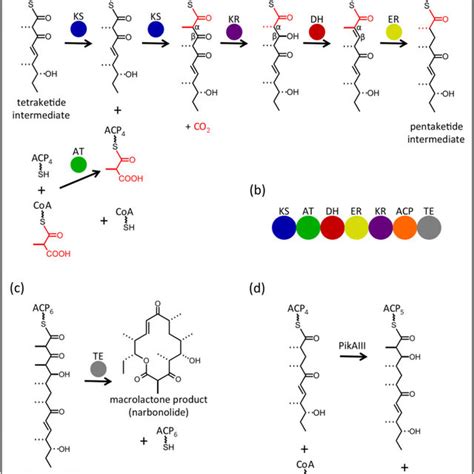 Pdf Architecture Of The Polyketide Synthase Module Surprises From