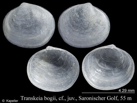 Worms World Register Of Marine Species