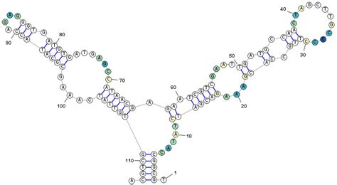 Rnastructure Tutorials Structureeditor Color Annotation