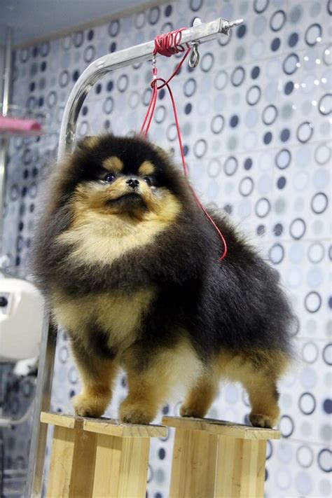 크림세이블 포메라니안