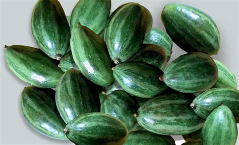 Pointed Gourd Cultivation How To Grow Pointed Gourd Parwal