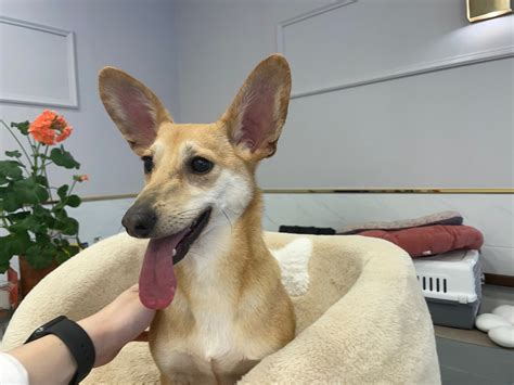 닥스치와와 마루 비숑프리제분양가 유기견 미니비숑 웰시코기분양 스피츠 요크셔테리어분양 먼치킨고양이 노르웨이숲고양이분양 강아지무료분양 유기견무료분양 유기묘입양 유기묘