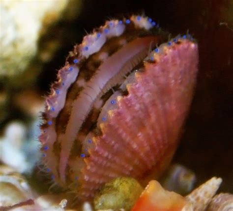 Bivalves Australian Natural History Images By Christine Walsh