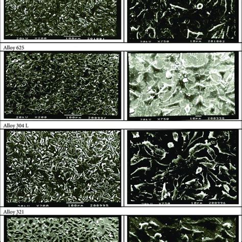 Dapi Staining Of The Cells With Micronuclei Download Scientific Diagram