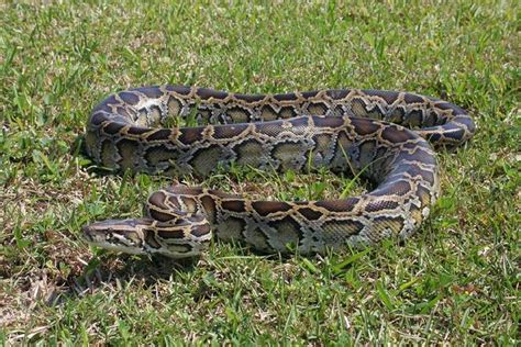1236387 Web1 Burmese Python 1794528 1280