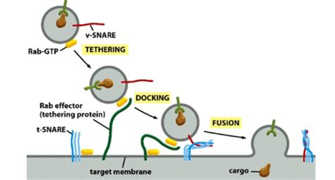 Cell Biology Exam 2 Intracellular Transport Pp 8 Part 2 Flashcards Quizlet