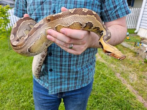 Borneo Short Tail Wildtype Borneo Short Tailed Python By Critical Combos