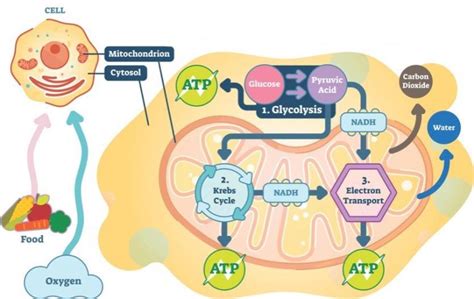 Cell Metabolism The Energetic Machinery Of Life Chemtalk