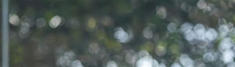 What Is A Hyrax Hyrax World