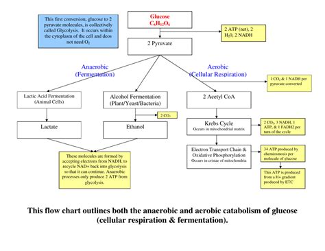 This Flow Chart Outlines Both The Anaerobic And Aerobic Catabolism