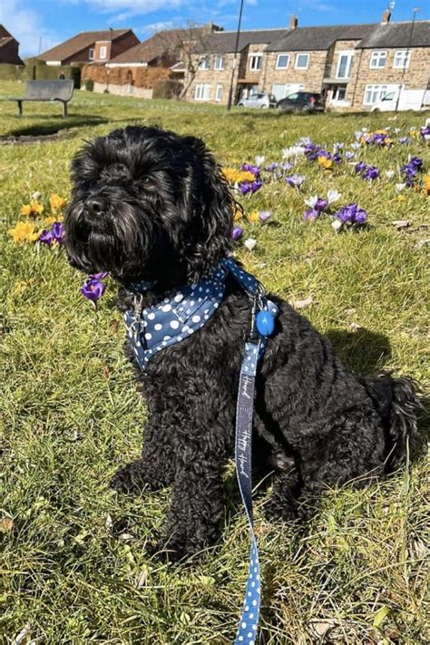 Black Cockapoo Guide Everything You Need To Know