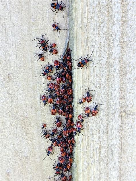 Identification Of These Insects R Geelong