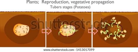 Potato Reproduction Tubers Stages Vegetative Propagation Stock Vector