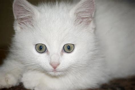 소파에 누워있는 작고 귀여운 흰 고양이 사진 배경 및 무료 다운로드를위한 그림 Pngtree