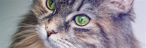 Spss Multiple Lineare Regression In 10 Schritten Berechnen