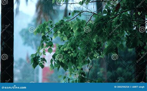 Monsoon Rain In The Jungle In Assam Stock Footage Video Of