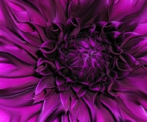 Purple Dahlia By Dixie Whatley Purple Dahlia Dahlia Nature Inspiration