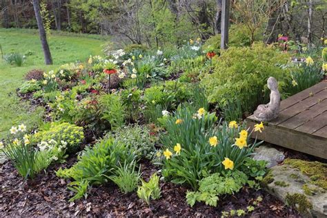Hosta Companion Plants Soul Shine Hosta Nh Hostas