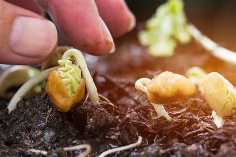 사람들은 손 영 물을 뿌리기 정원에서 농업에 대 한 비옥한 토양에서 성장 하는 식물 비즈니스 리더십 및 강력한 새로운 개발의 개념 Takecare에 대 한 미래에 나무에