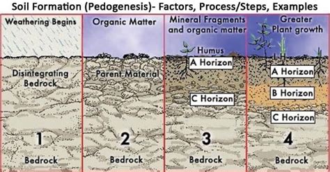 The Soil Layers Are Labeled In Red And Black