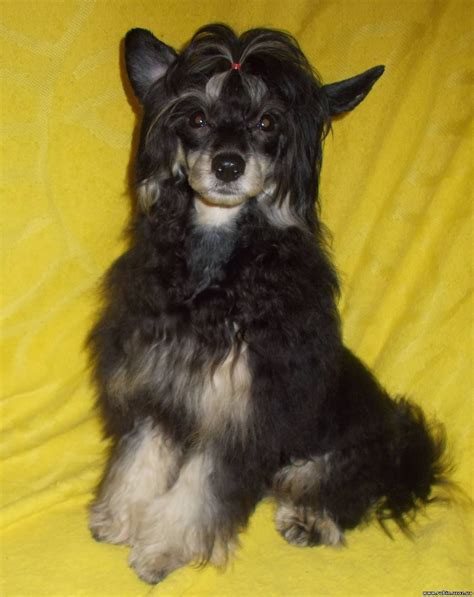 Китайская хохлатая пуховка черная 56 фото картинки Sobakovod Club