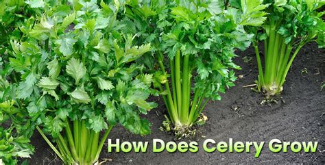 How Does Celery Grow From Seeds Germination To Storage