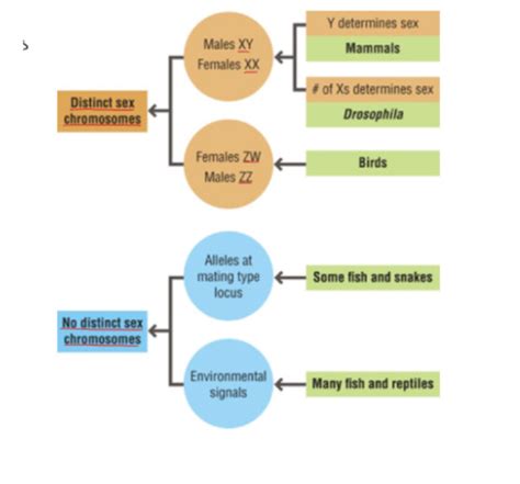 BIOL Exam Chapter Flashcards Quizlet