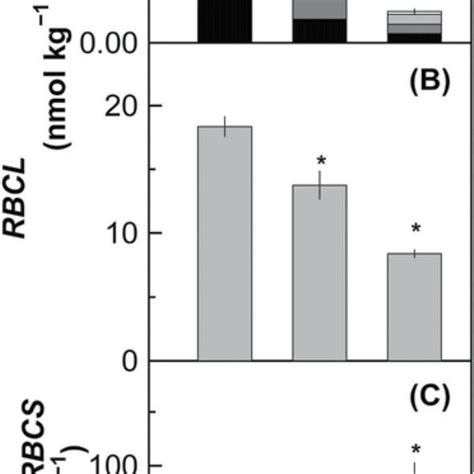Relative Ratios Of Rbcl Mrna Levels To The Amount Of Synthesized Rbcs