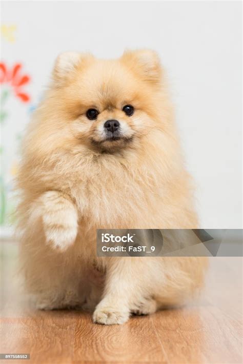 붉은 색의 포 스 피 츠 품종의 개가 그의 발을 높이 하는 바닥에 앉아 가정 생활에 대한 스톡 사진 및 기타 이미지 가정 생활 갈색 강아지 개 Istock