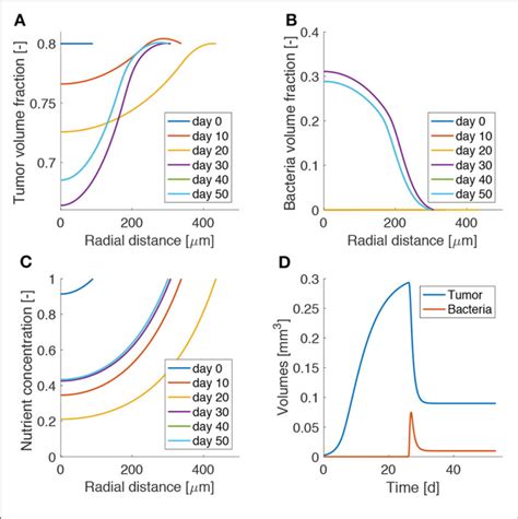 Model Results For Bacteria Administration To Tumor Spheroids