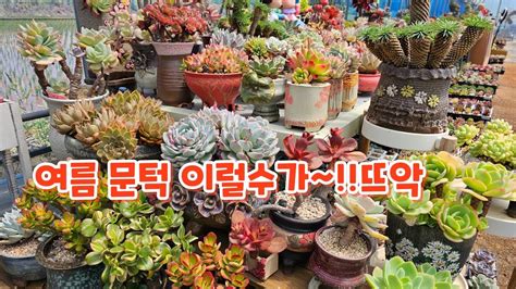 여름 다육이 관리 다육이 키우는 방법 다육다육이다육식물succulent Plants Youtube