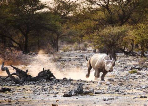 How Fast Can A Rhino Run All 5 Species Speeds Reasons Storyteller Travel
