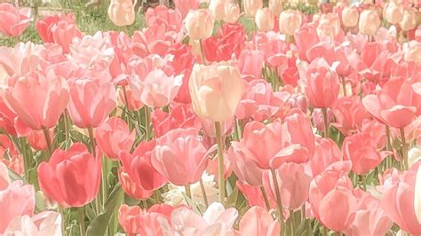 Pin By Thảo Thanh On Nhật Ký Nghệ Thuật Flower Desktop Wallpaper Pink Flowers Wallpaper Pink
