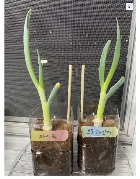 블라인드 블라블라 파 키우기