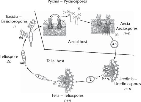 Figure 2 From The Rust Fungi Semantic Scholar
