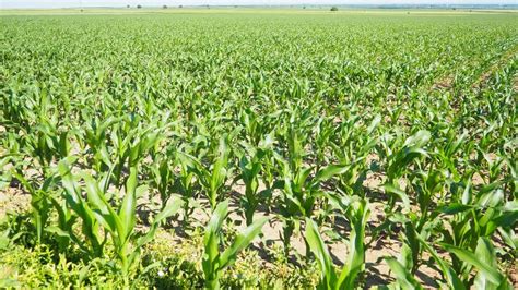 Maize Corn Is A Tall Stout Grass That Produces Cereal Grain Sweet