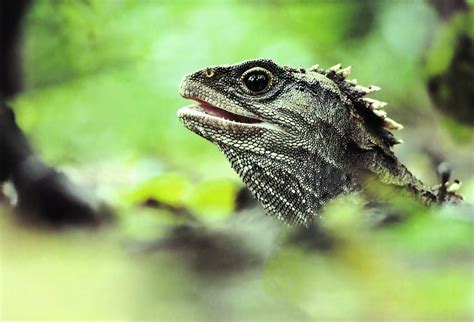 Tuatara