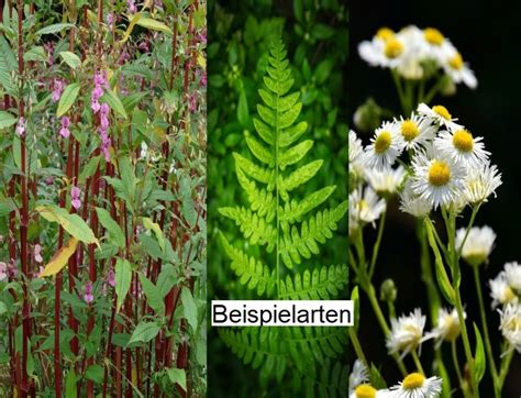 Znp02 Problempflanzenneophyten Bedecken Max 5 Der Fläche Ebw Oepul