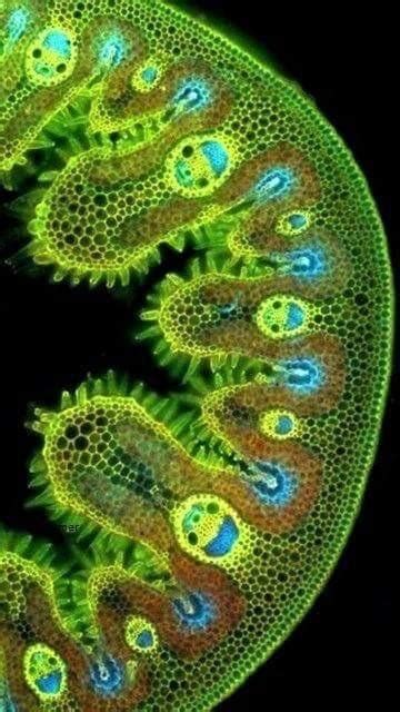 This Close Up Of Grass Cells R Pareidolia