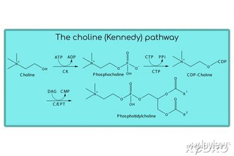 Molecular Diagram Of The Choline Kennedy Pathway Biosynthesis