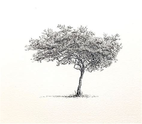 African Marula Tree Ink Drawing Msillo In 2023 Tree Sketches Marula Tree Tree Line Drawing