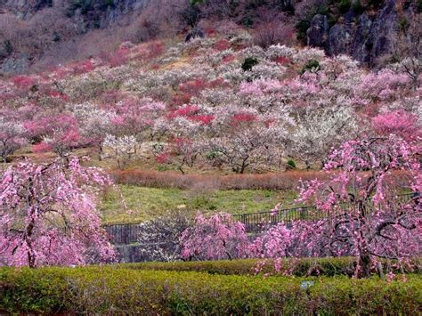 湯河原梅林梅まつりと源頼朝ゆかりの山城山ハイキング トリッピース