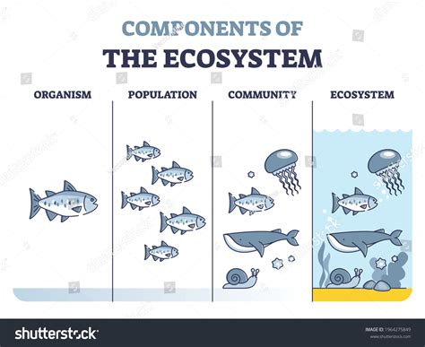 Organism Population Communities Ecosystem Over 512 Royalty Free