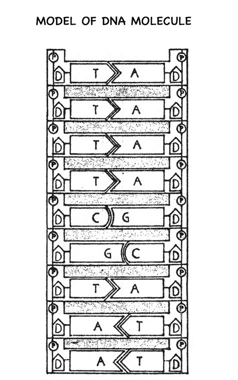 17 Dna Worksheet Printable