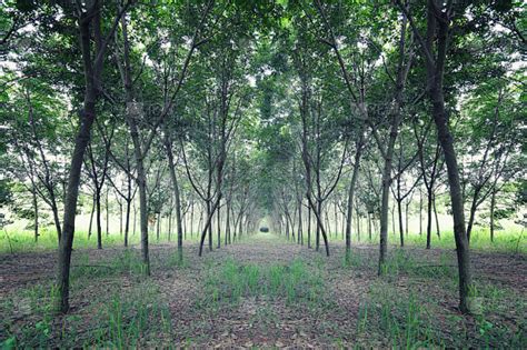 种植园的橡胶树。