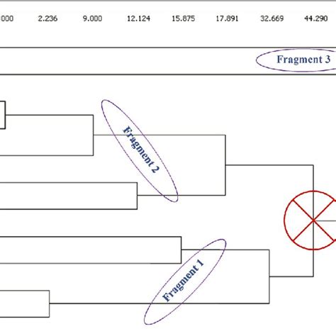 Clustering Dendrogram According To The Euclidean Method Source