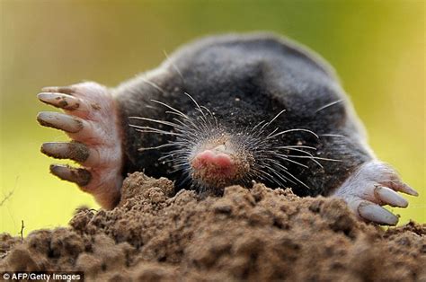 Moles Are Good For Your Garden A New Study Reveals Daily Mail Online