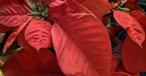 Cuetlaxóchitl Aka Poinsettia Album On Imgur